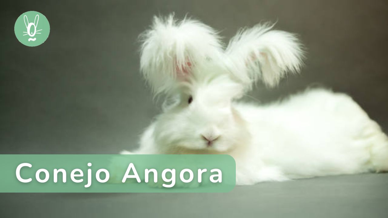 Conejo Angora: Cómo Cuidarlo, Peinarlo y Mantener su Pelaje